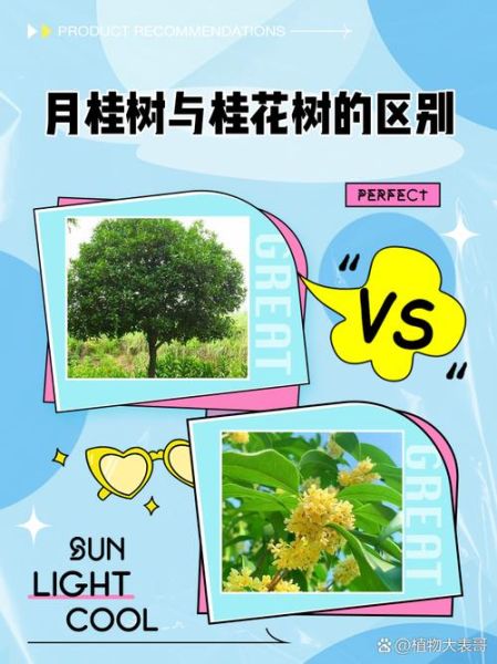 月桂树和桂花树有什么区别_如何快速区分两者-第1张图片-山城妙识