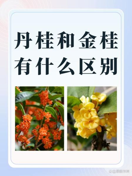 月桂树和桂花树有什么区别_如何快速区分两者-第2张图片-山城妙识