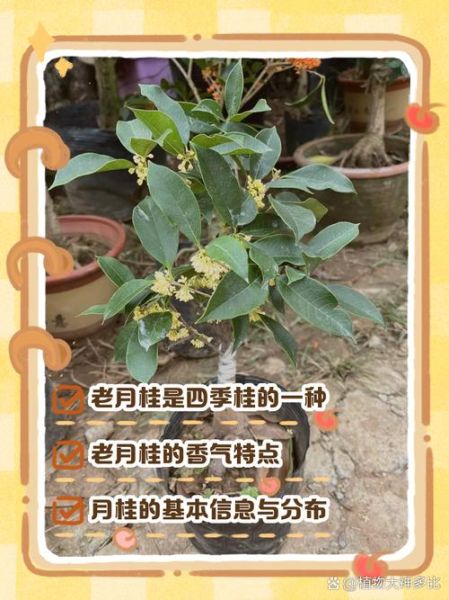 月桂树和桂花树有什么区别_如何快速区分两者-第3张图片-山城妙识