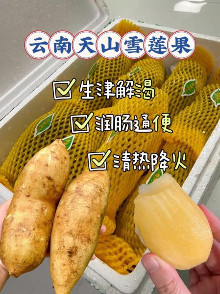 雪莲果是凉性还是热性_雪莲果寒凉吗-第3张图片-山城妙识