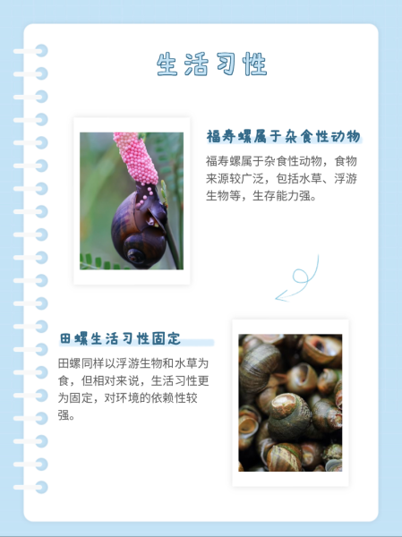 大田螺和福寿螺的区别图片_如何一眼分辨-第3张图片-山城妙识 大田螺和福寿螺的区别图片_如何一眼分辨-第3张图片-山城妙识