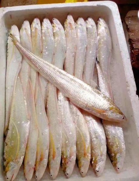 野生长江刀鱼多少钱一斤_正宗刀鱼价格行情-第1张图片-山城妙识