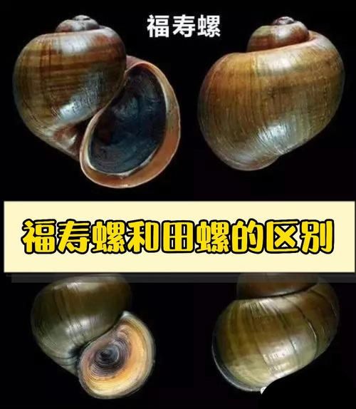 大田螺和福寿螺的区别图片_如何一眼分辨-第2张图片-山城妙识 大田螺和福寿螺的区别图片_如何一眼分辨-第2张图片-山城妙识