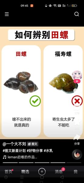 大田螺和福寿螺的区别图片_如何一眼分辨-第1张图片-山城妙识 大田螺和福寿螺的区别图片_如何一眼分辨-第1张图片-山城妙识