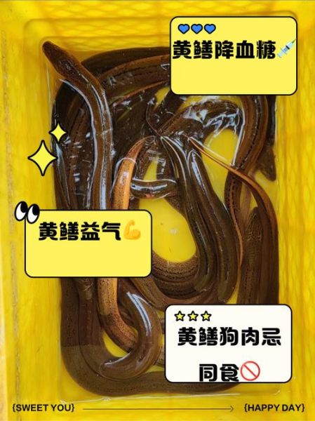 吃黄鳝的禁忌_什么人不能吃黄鳝-第2张图片-山城妙识