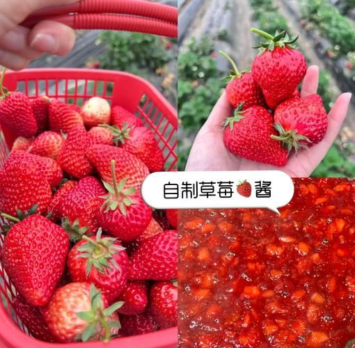 草莓酱是什么梗_草莓酱梗来源-第2张图片-山城妙识 草莓酱是什么梗_草莓酱梗来源-第2张图片-山城妙识