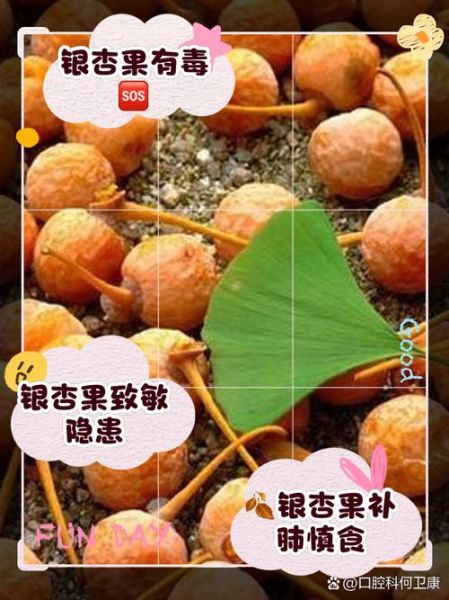 白果中毒怎么办_白果中毒急救方法-第2张图片-山城妙识