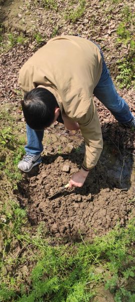 芋艿读音是什么_芋艿怎么读才标准-第2张图片-山城妙识
