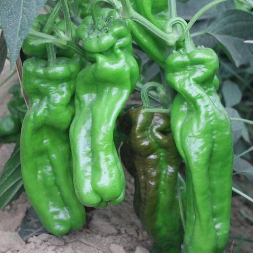 薄皮辣椒品种大全_薄皮辣椒哪个品种好吃-第3张图片-山城妙识