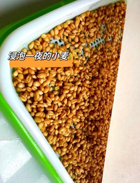 麦芽糖的制作方法_麦芽糖怎么熬才金黄粘稠-第3张图片-山城妙识 麦芽糖的制作方法_麦芽糖怎么熬才金黄粘稠-第3张图片-山城妙识