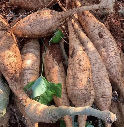 葛根图片长什么样_葛根的作用与功效有哪些-第3张图片-山城妙识