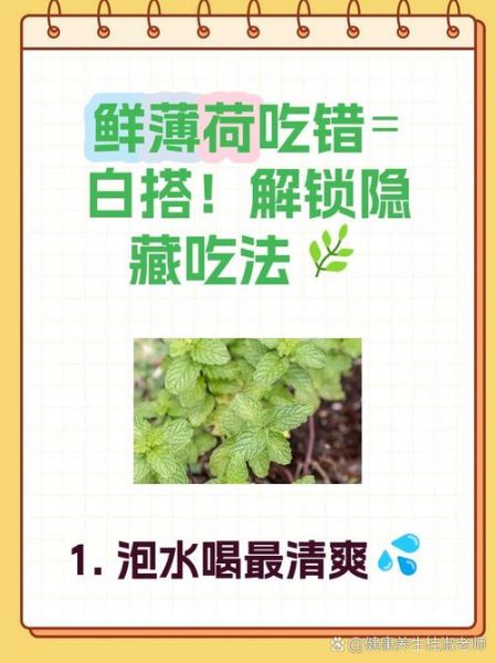 薄荷怎么吃最好_薄荷的吃法与禁忌-第3张图片-山城妙识