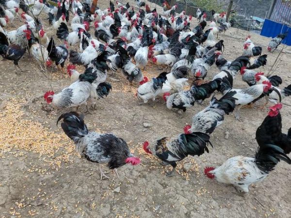 九味贵妃鸡怎么做_九味贵妃鸡正宗配方-第1张图片-山城妙识