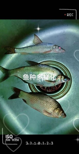 季花鱼怎么做好吃_季花鱼的家常做法大全-第3张图片-山城妙识