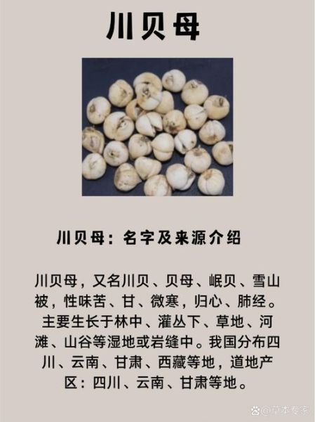 贝母的功效与作用_贝母怎么吃效果最好-第2张图片-山城妙识