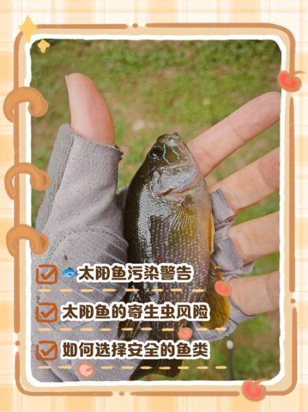 太阳鱼为什么不能吃_太阳鱼有毒吗-第1张图片-山城妙识