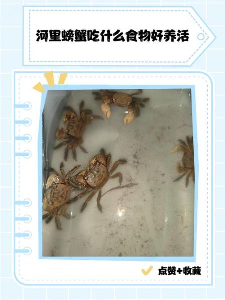 螃蟹吃什么东西_家养螃蟹喂什么-第2张图片-山城妙识 螃蟹吃什么东西_家养螃蟹喂什么-第2张图片-山城妙识