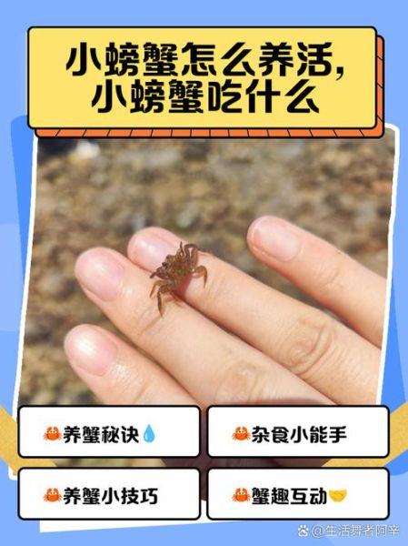 螃蟹吃什么东西_家养螃蟹喂什么-第1张图片-山城妙识 螃蟹吃什么东西_家养螃蟹喂什么-第1张图片-山城妙识