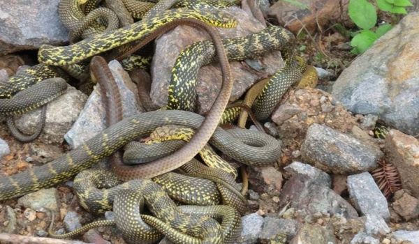 看见蛇为什么不能喊人_民间禁忌真相-第2张图片-山城妙识