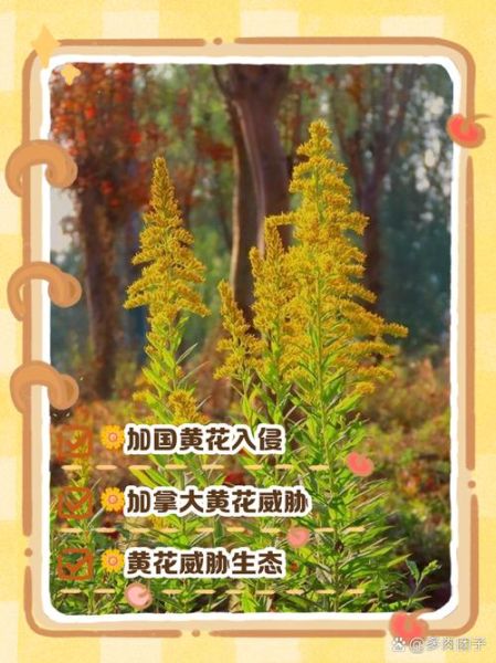 加拿大一枝黄花危害_如何防治-第1张图片-山城妙识