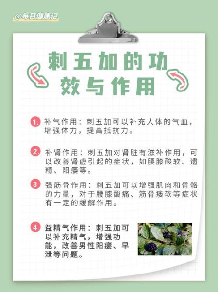 刺五加的功效与作用_刺五加哪些人不能吃-第3张图片-山城妙识
