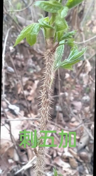 刺五加的功效与作用_刺五加哪些人不能吃-第2张图片-山城妙识