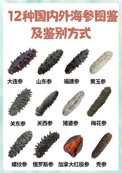 海参有几种类型_海参图片大全-第2张图片-山城妙识