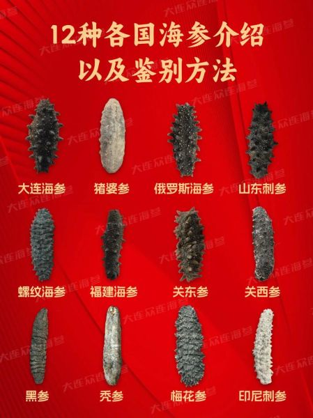 海参有几种类型_海参图片大全-第3张图片-山城妙识