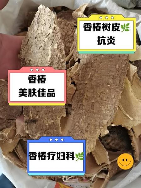 香椿树皮煮水喝的功效_香椿树皮煮水能天天喝吗-第2张图片-山城妙识