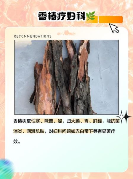 香椿树皮煮水喝的功效_香椿树皮煮水能天天喝吗-第3张图片-山城妙识