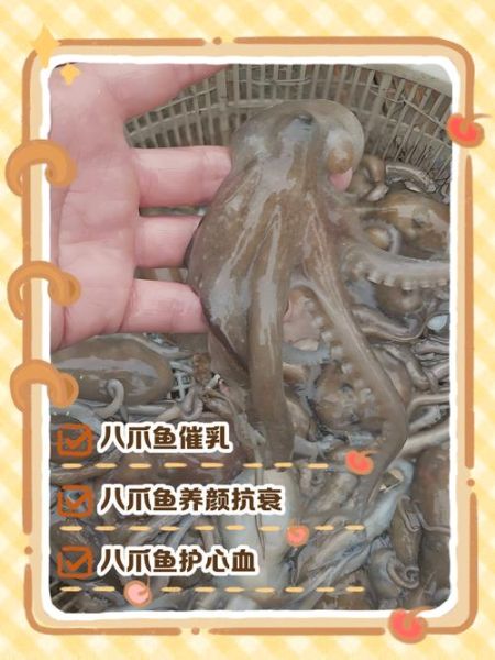 八爪鱼的营养价值_八爪鱼的功效与作用-第3张图片-山城妙识