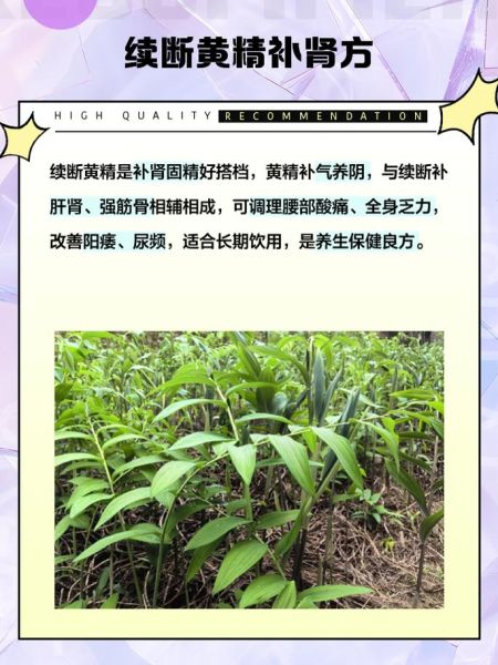 续断片怎么吃_续断片功效与作用-第1张图片-山城妙识 续断片怎么吃_续断片功效与作用-第1张图片-山城妙识