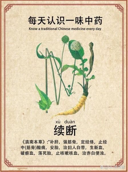 续断片怎么吃_续断片功效与作用-第3张图片-山城妙识 续断片怎么吃_续断片功效与作用-第3张图片-山城妙识