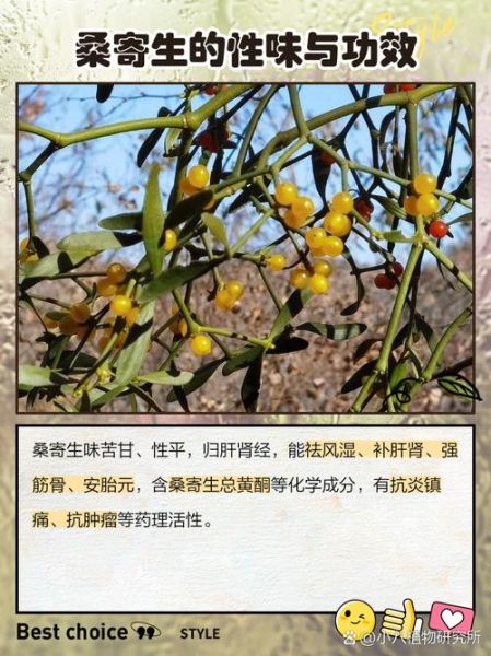 桑寄生长什么样_桑寄生图片怎么辨认-第1张图片-山城妙识