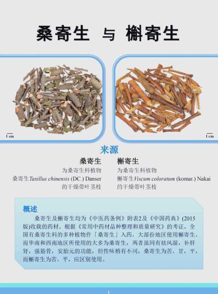 桑寄生长什么样_桑寄生图片怎么辨认-第2张图片-山城妙识