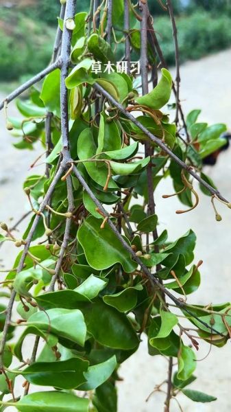 桑寄生长什么样_桑寄生图片怎么辨认-第3张图片-山城妙识