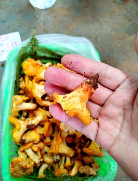 鸡油菌有毒吗_鸡油菌中毒症状-第1张图片-山城妙识