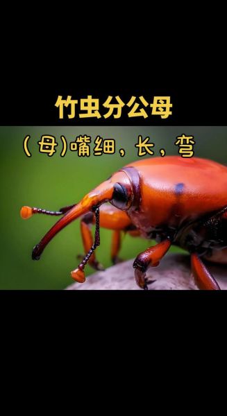 竹笋虫怎样养殖_竹笋虫繁殖方法-第1张图片-山城妙识 竹笋虫怎样养殖_竹笋虫繁殖方法-第1张图片-山城妙识