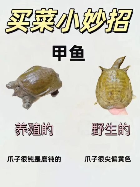 甲鱼是王八还是鳖_有什么区别-第1张图片-山城妙识 甲鱼是王八还是鳖_有什么区别-第1张图片-山城妙识