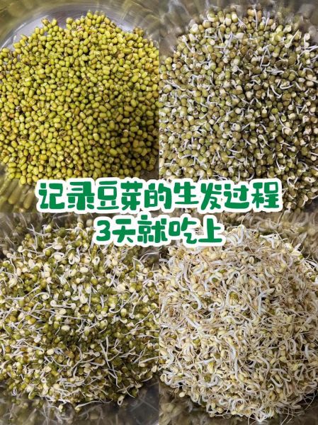 在家自发绿豆芽怎么做_绿豆芽发芽失败原因-第1张图片-山城妙识 在家自发绿豆芽怎么做_绿豆芽发芽失败原因-第1张图片-山城妙识
