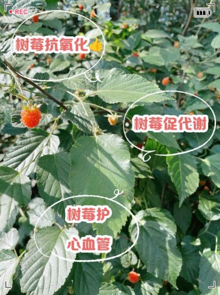 树莓的营养价值_树莓的功效与作用-第2张图片-山城妙识