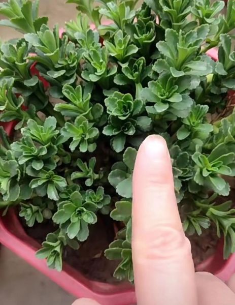 高钙菜怎么吃_高钙菜有哪些做法-第3张图片-山城妙识