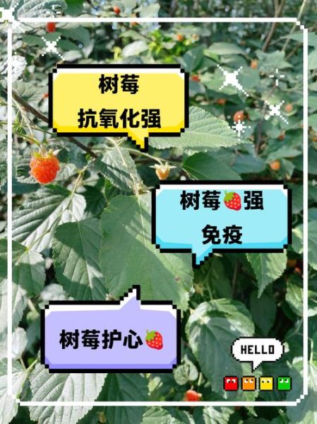 树莓的营养价值_树莓的功效与作用-第3张图片-山城妙识
