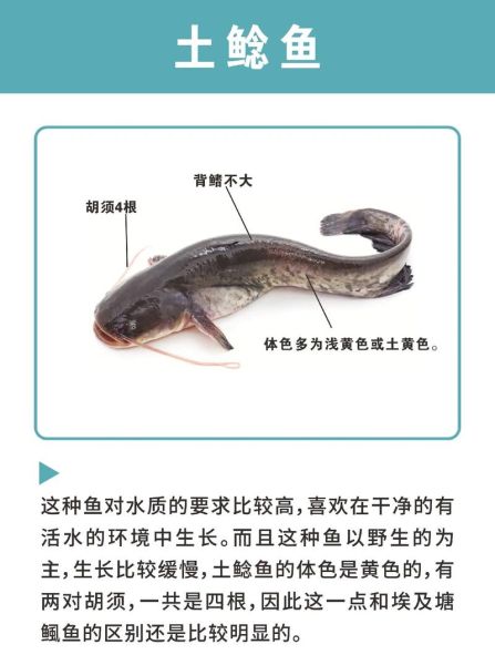 埃及鱼和鲶鱼区别_埃及鱼是不是鲶鱼-第1张图片-山城妙识