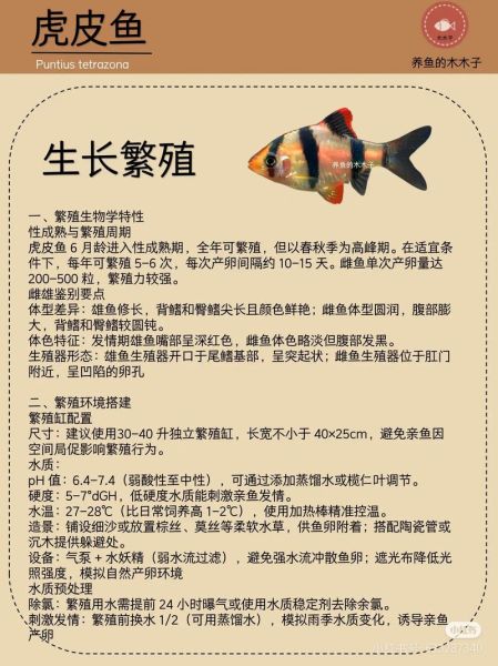 虎鱼价格多少钱一条_虎鱼图片大全高清-第2张图片-山城妙识
