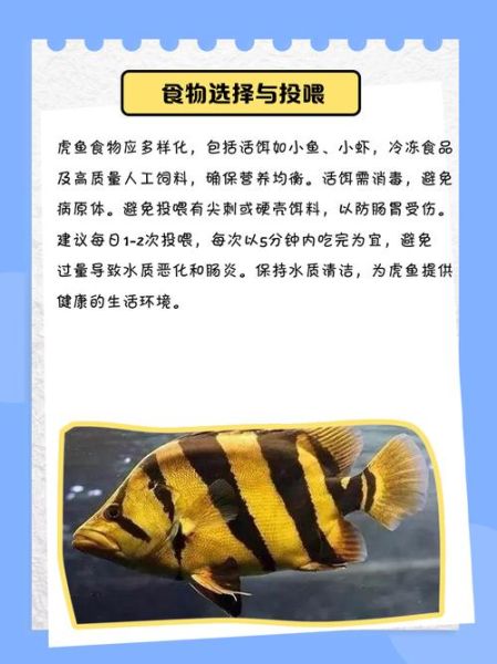虎鱼价格多少钱一条_虎鱼图片大全高清-第1张图片-山城妙识