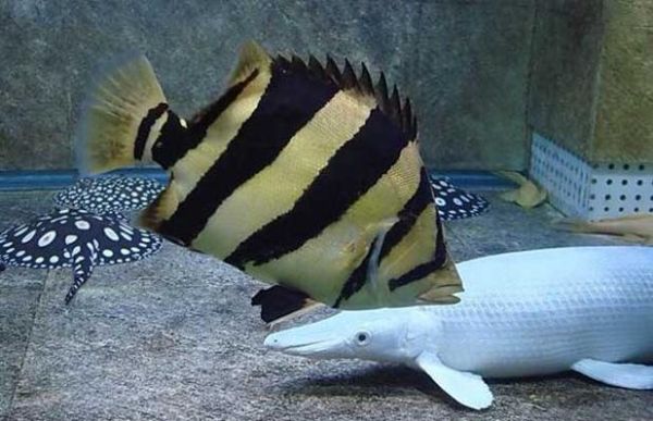 虎鱼价格多少钱一条_虎鱼图片大全高清-第3张图片-山城妙识