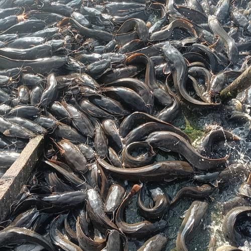 埃及鱼和鲶鱼区别_埃及鱼是不是鲶鱼-第2张图片-山城妙识