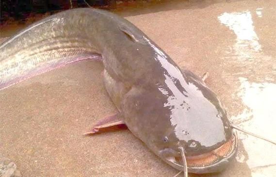 埃及鱼和鲶鱼区别_埃及鱼是不是鲶鱼-第3张图片-山城妙识