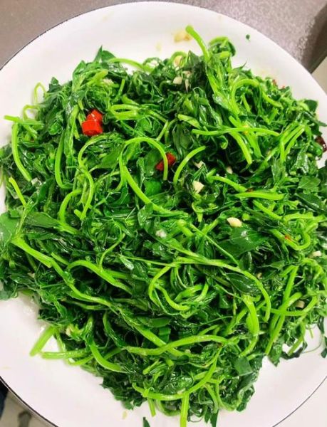 苜蓿花怎么吃_苜蓿花食用禁忌-第1张图片-山城妙识